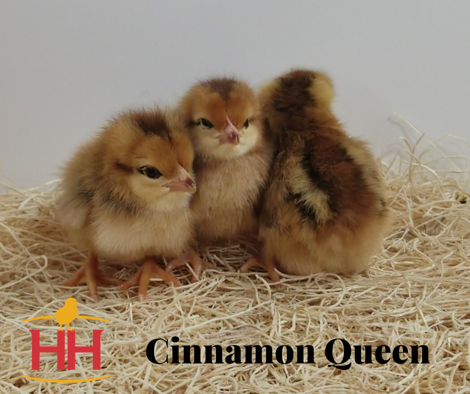 What Does A Cinnamon Queen Chicken Look Like at Mitchell Cushing blog